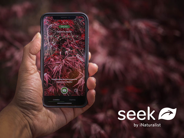 Seek iNaturalist iPhone - Identifier Plantes et Animaux avec l'APN ...